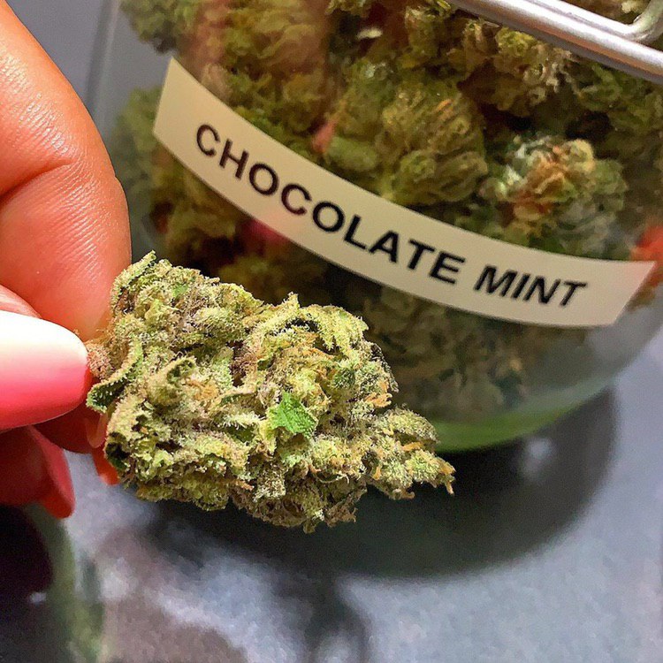 Purple haze og kush grand dady - Cannabis Menu by woodbuds - Cannabis ...